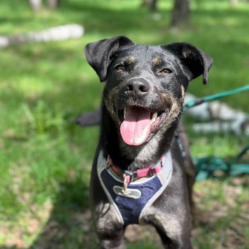 Миниатюрная Черничка хочет домой