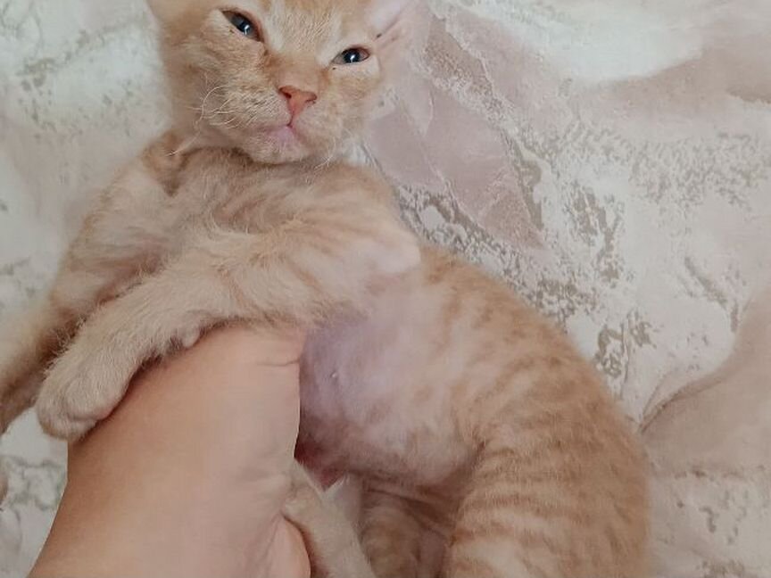 Котенок полу сфинкс