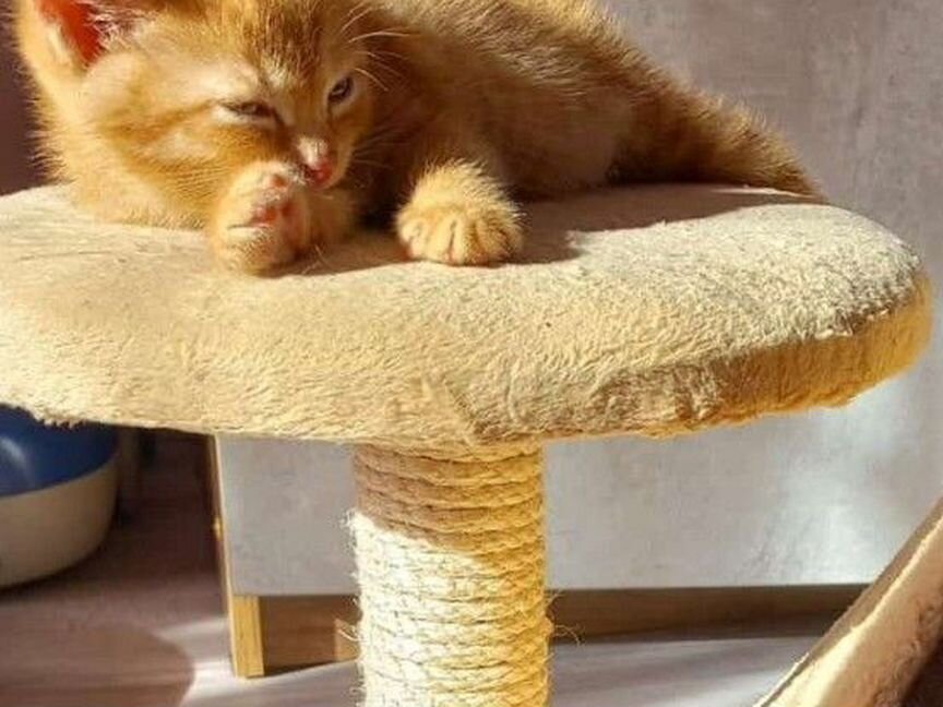 Отдам котенка в добрые руки