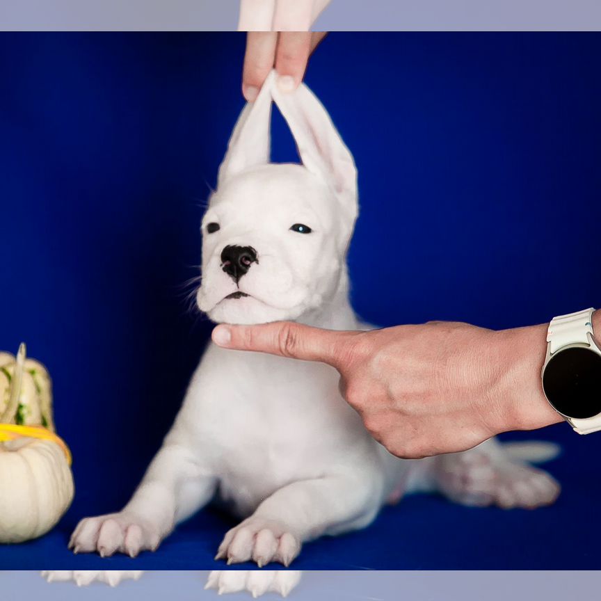 Аргентинский дог, щенок