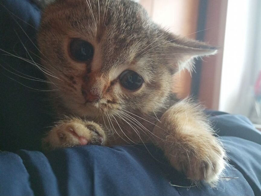 Кошка