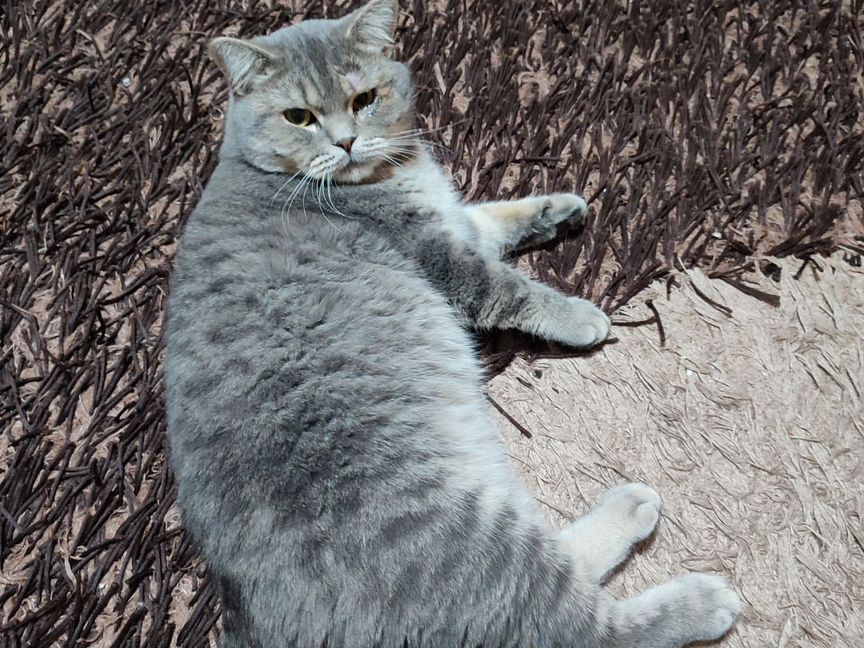 Британский кот
