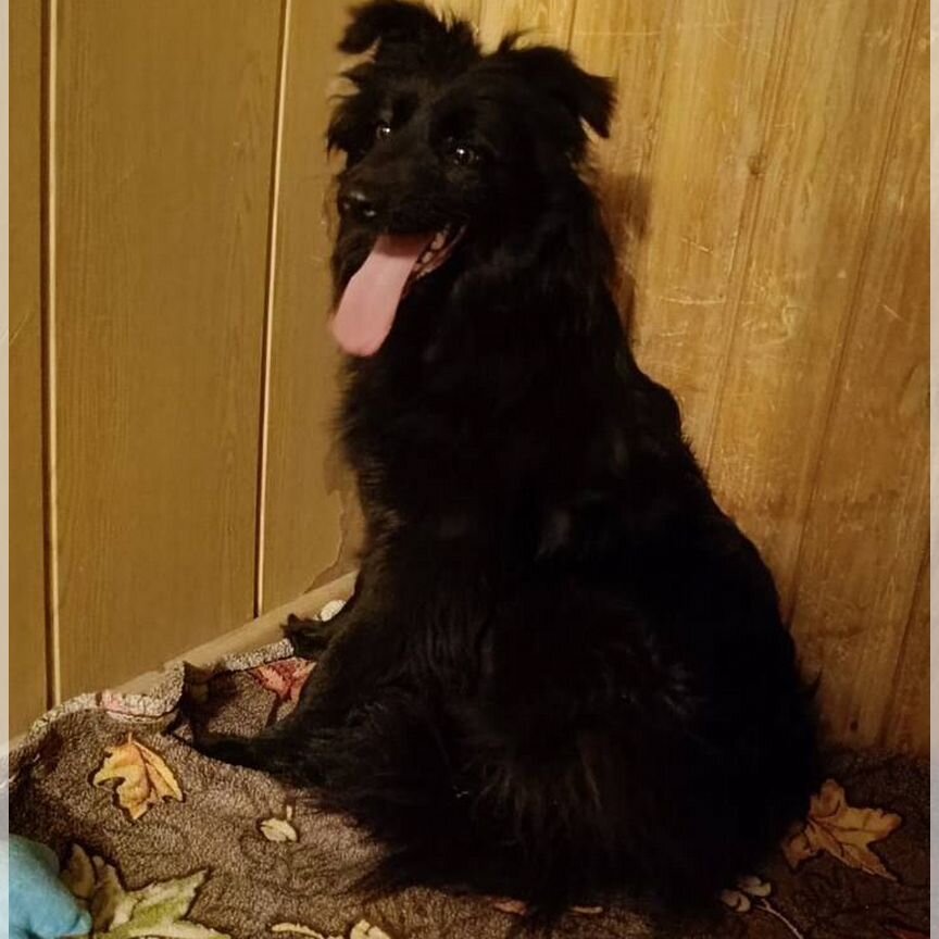 Взрослая собака в добрые руки