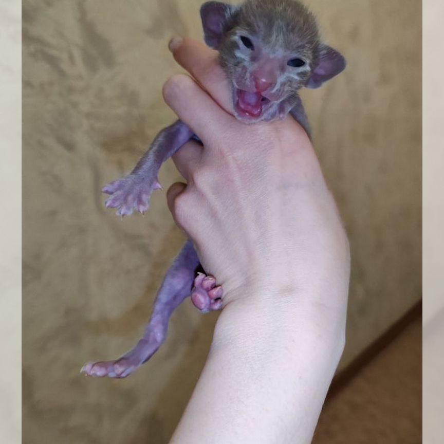 Ориентальный котёнок