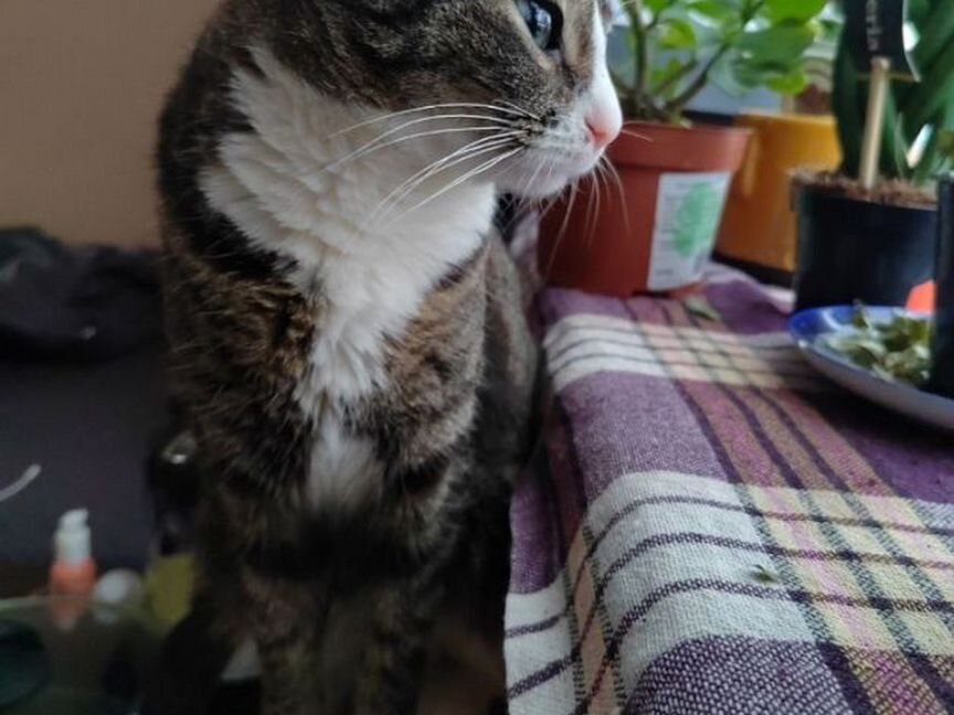 Кошка Сонечка ждёт своего человека
