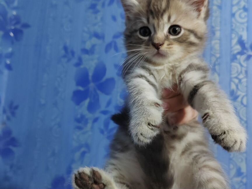 Котята мейн-кун метис в добрые руки