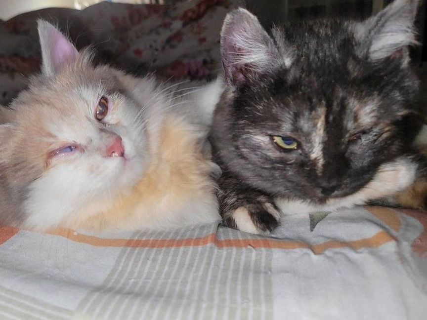 Котята в добрые руки