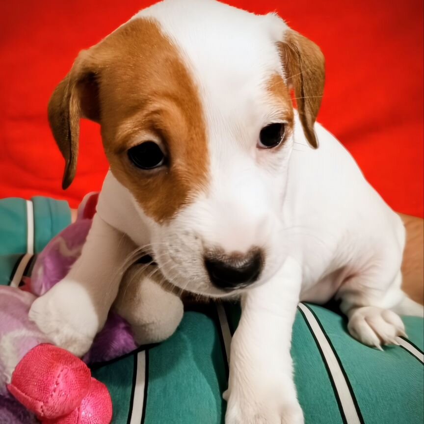 Джек-рассел-терьер, щенок