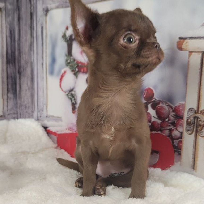 Чихуахуа, щенок