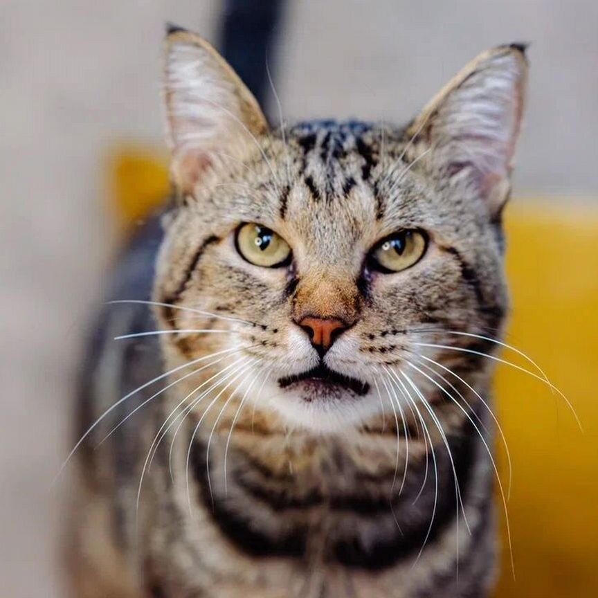 Ласковый Тигра ищет дом