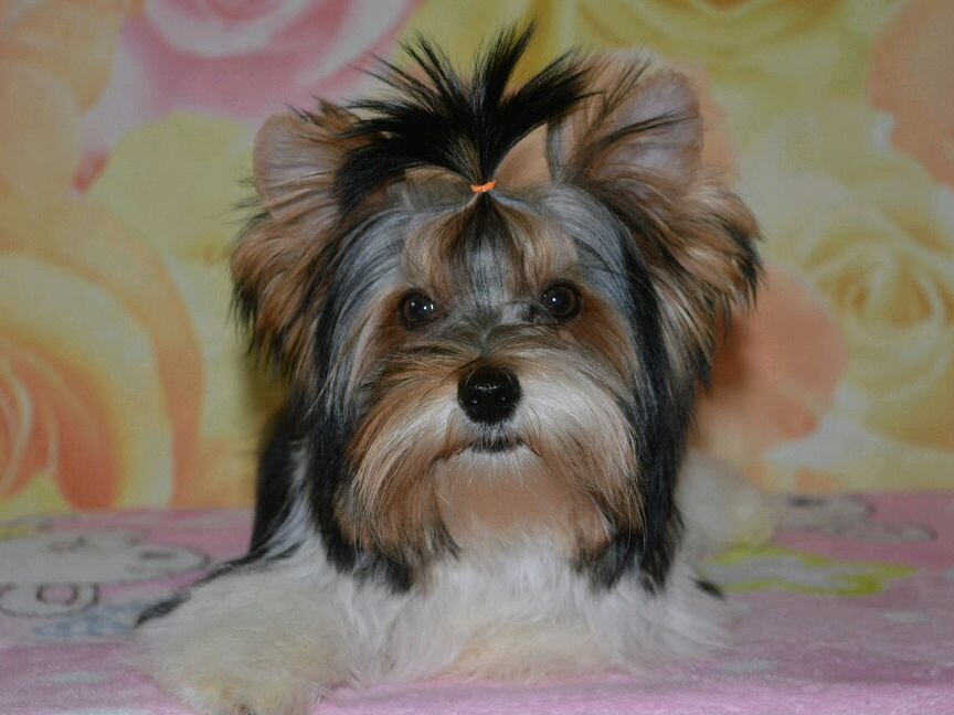 Девочка-Карамелька. Бивер