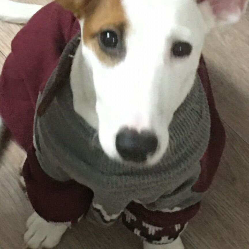 Случка собак породы Джек Рассел