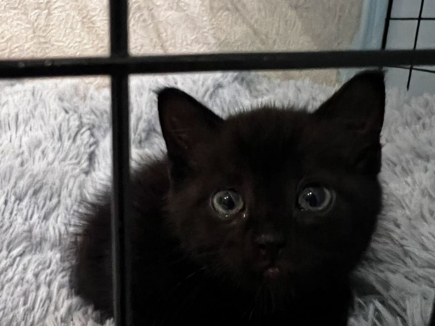 Темно-Шоколадная девочка