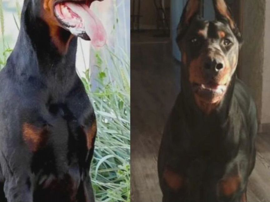 Продам щенков добермана