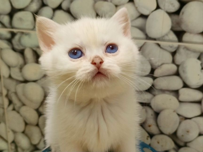 Шиншилла поинт девочка