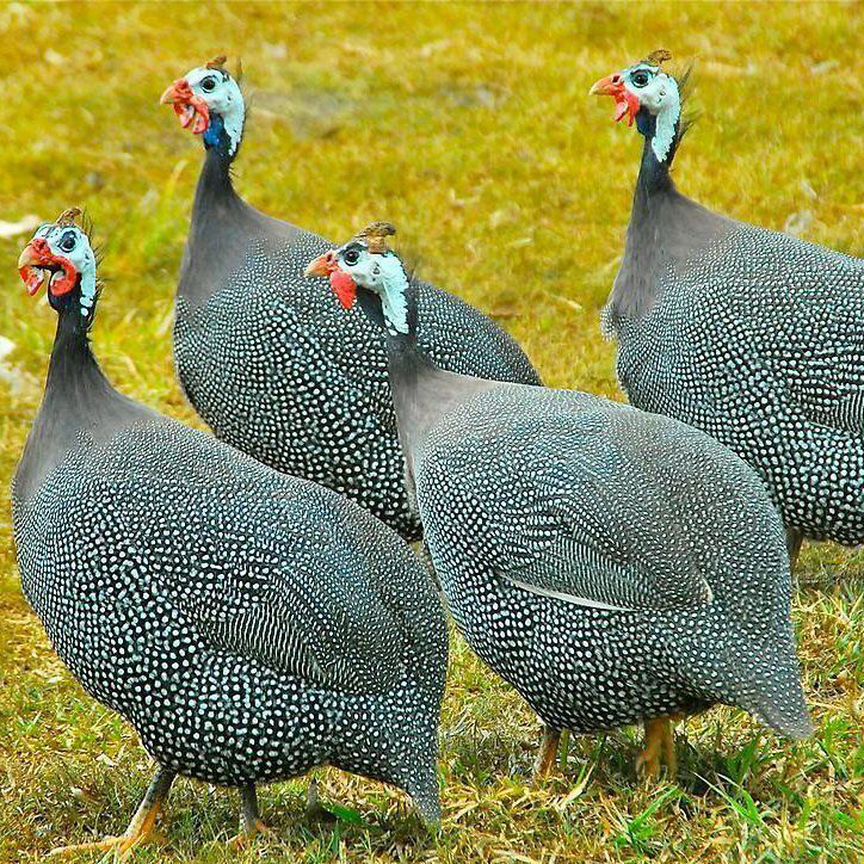 Цесарка бройлерная Франция цыплята