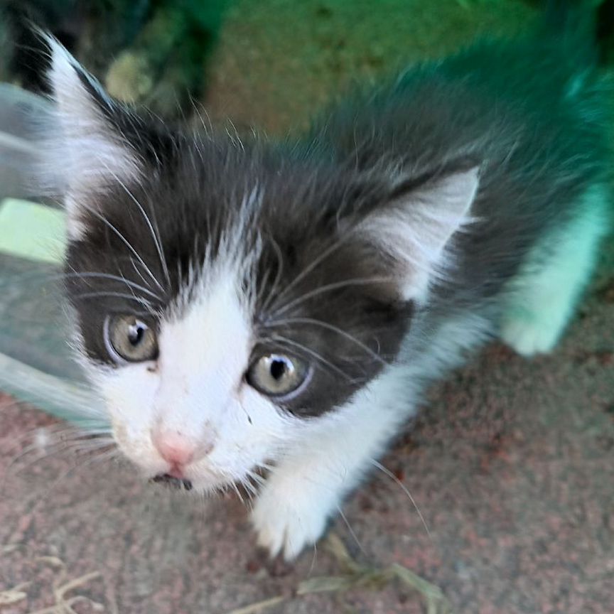 Отдам бесплатно котика