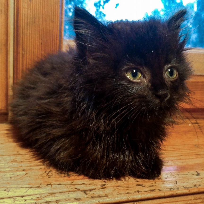 Девочка котенок