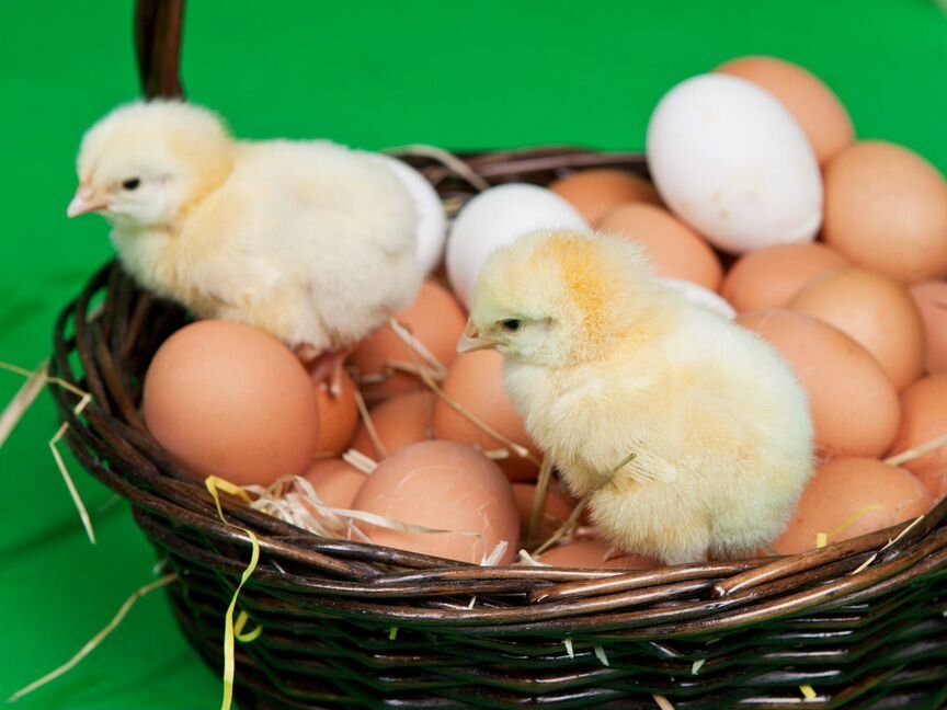 Инкубационное яйцо кур несушек