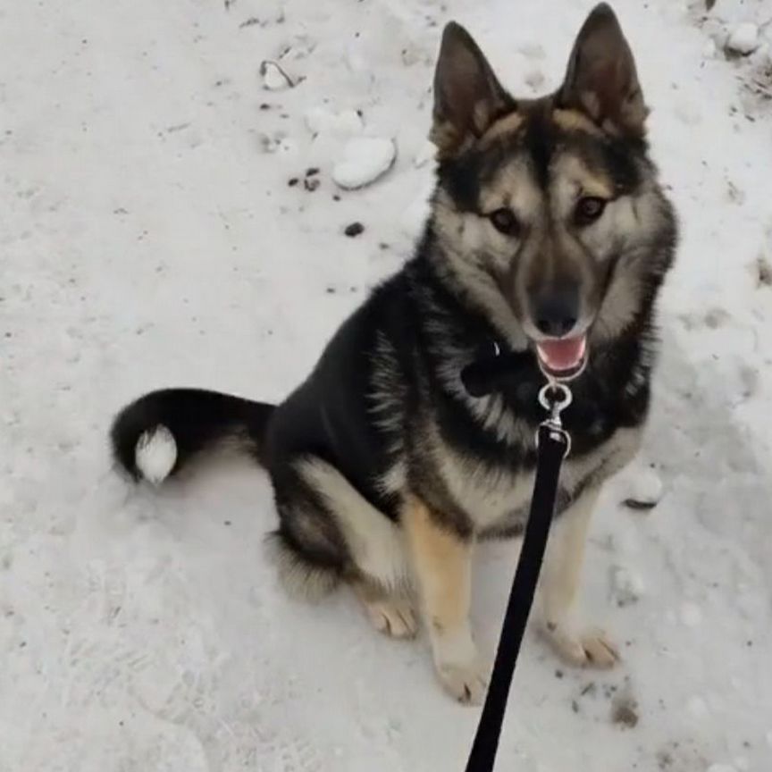 Немецкая овчарка, взрослая собака