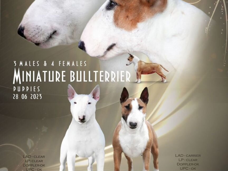 Продаются щенки миниатюрного бультерьера