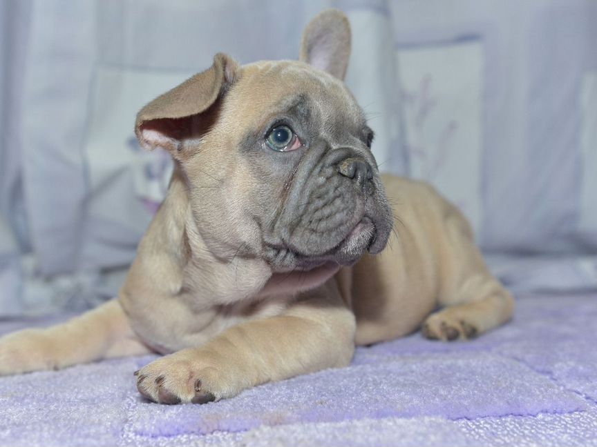 Французский бульдог щенки