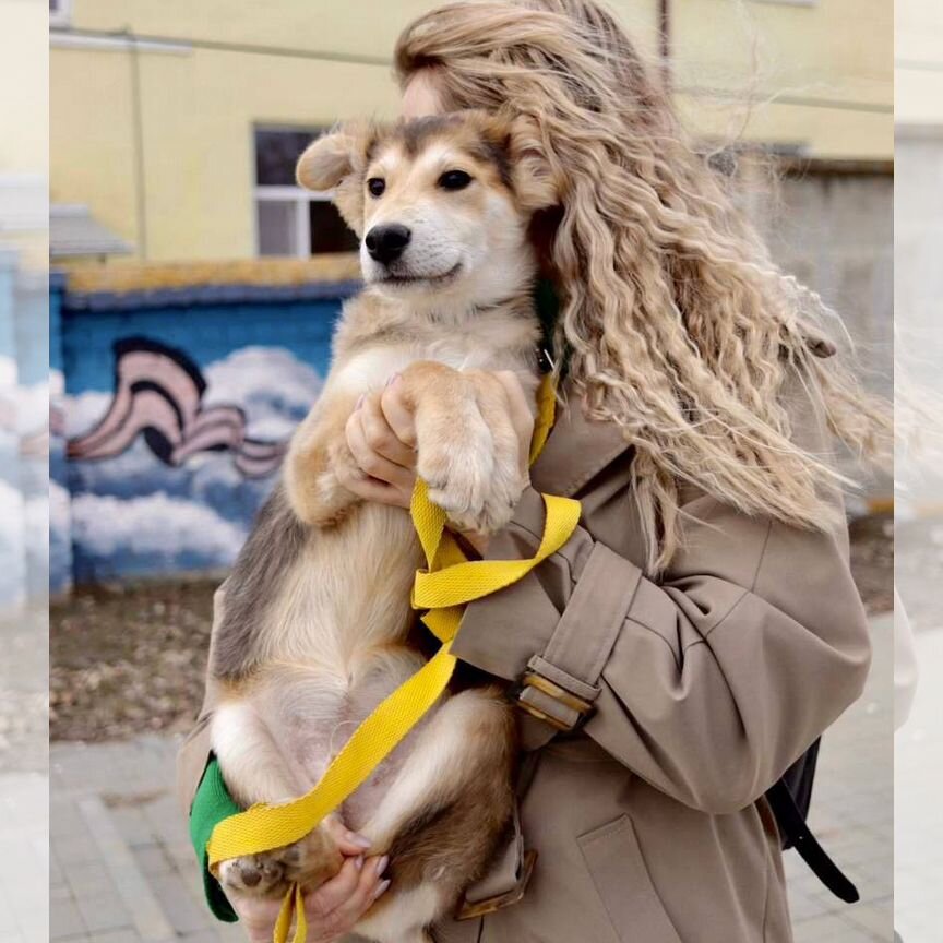 Собака с детским лицом в добрые руки