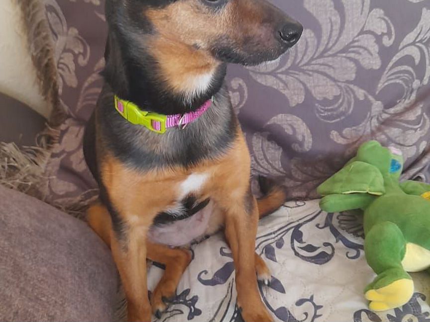 Тоня миниатюрная собачка