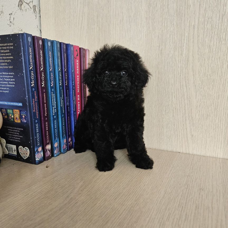 Той-пудель,девочки брюнетки
