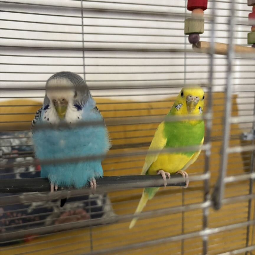 Попугаи и клетки
