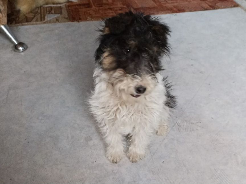 Фокстерьер