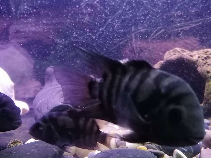 Аквариумные рыбки цехлиды