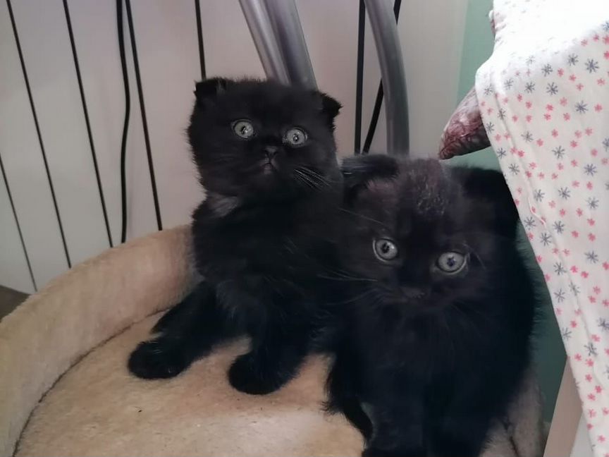 Кошки шотландцы