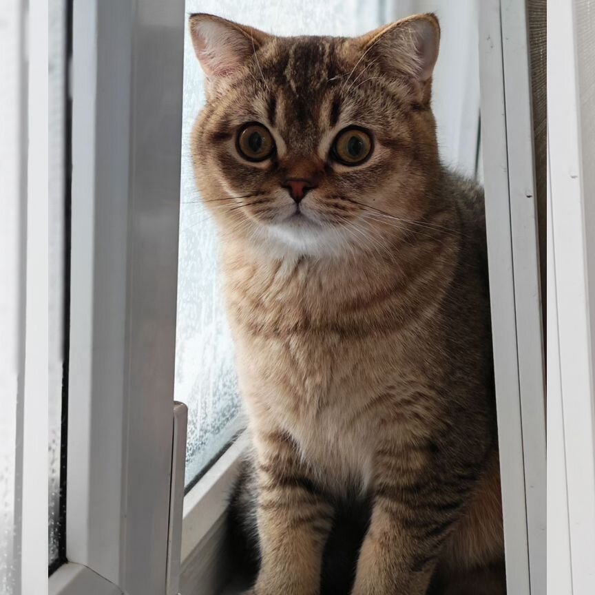 Шотландский прямоухий длинношёрстный кот, вязка