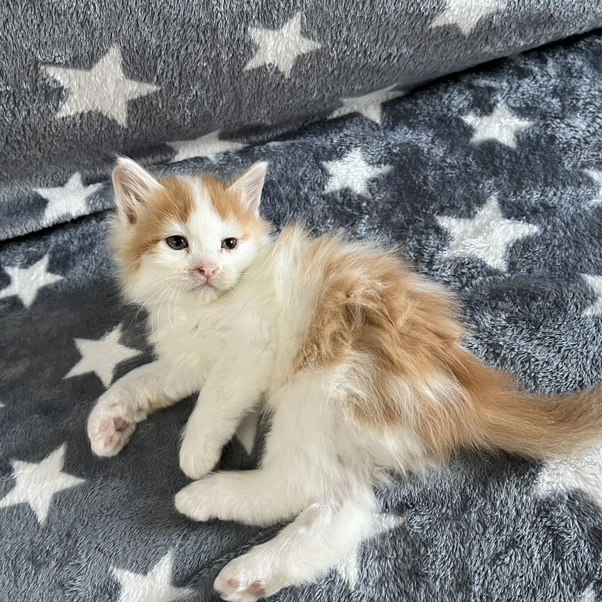 Котята от кошки мейн-кун и простого кота