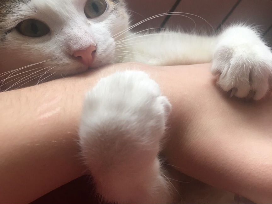 Котенок-крысолов