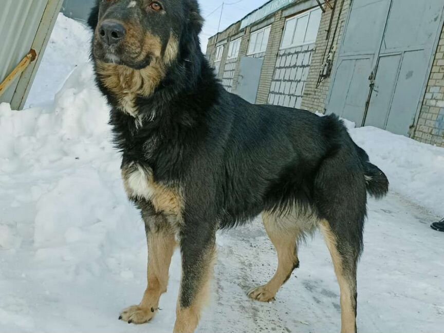 Аза-метис азиата