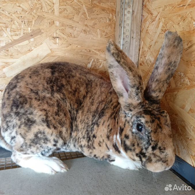 Кролики породы Рекс