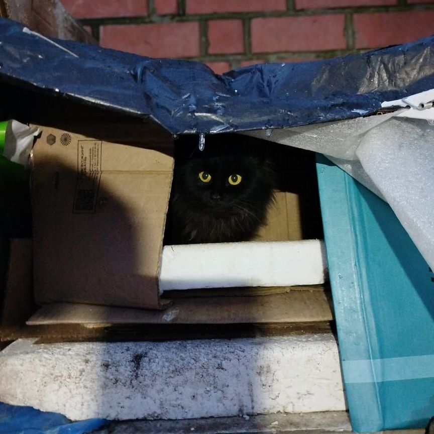 Котенок замерзает