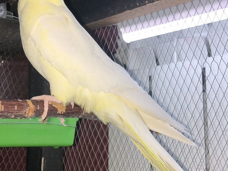 Попугай корелла