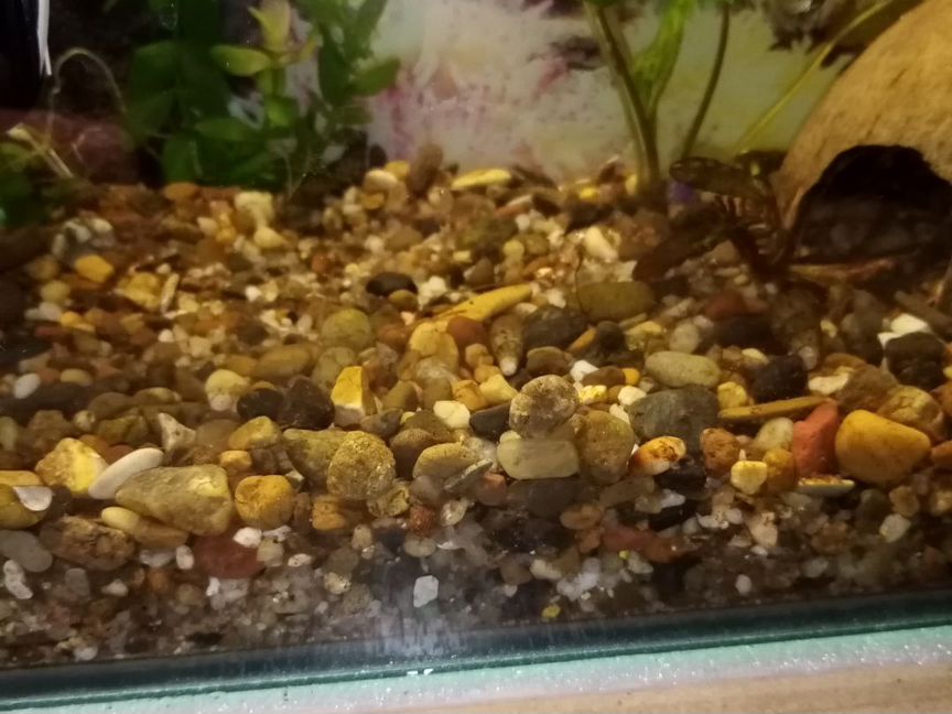 Грунт для аквариума