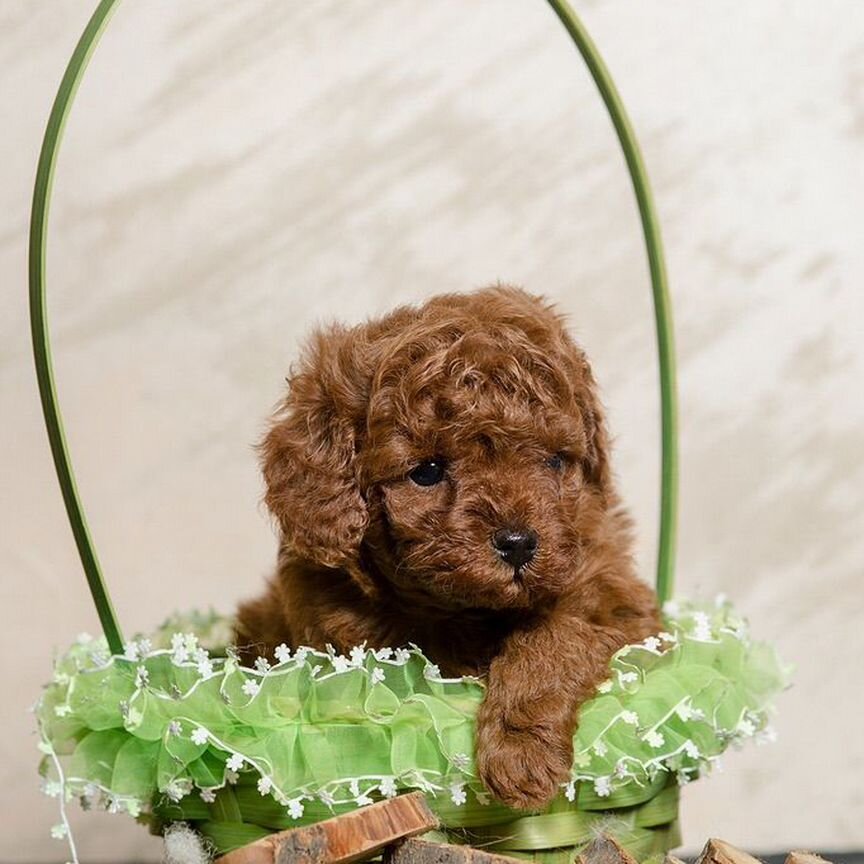 Щенки мальтипу