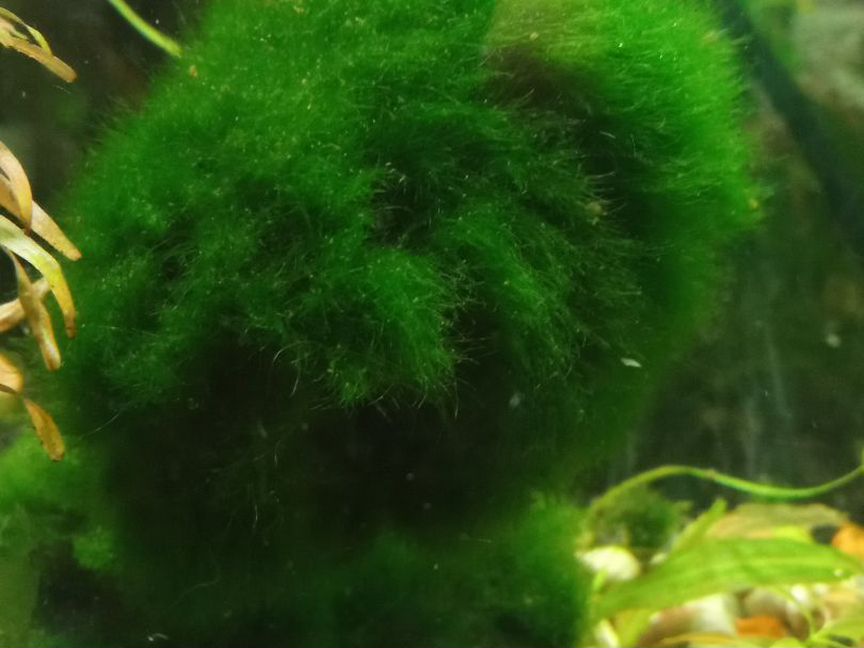 Аквариумное растение