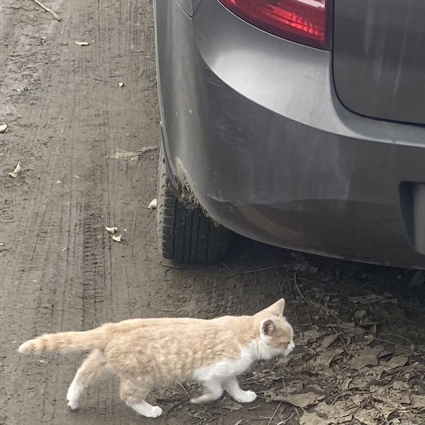 Подарю котёнка