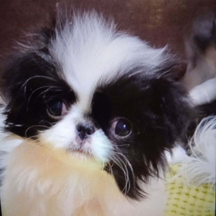 Японский хин, щенок