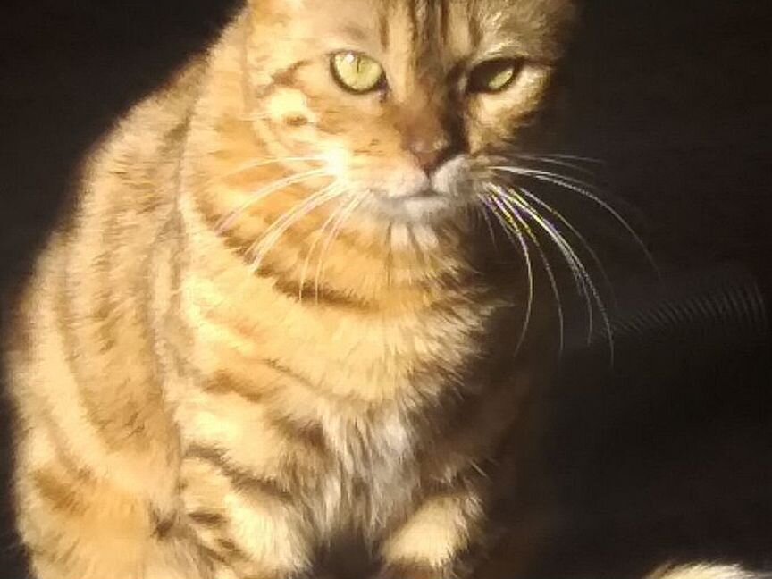 Кошка бенгальская