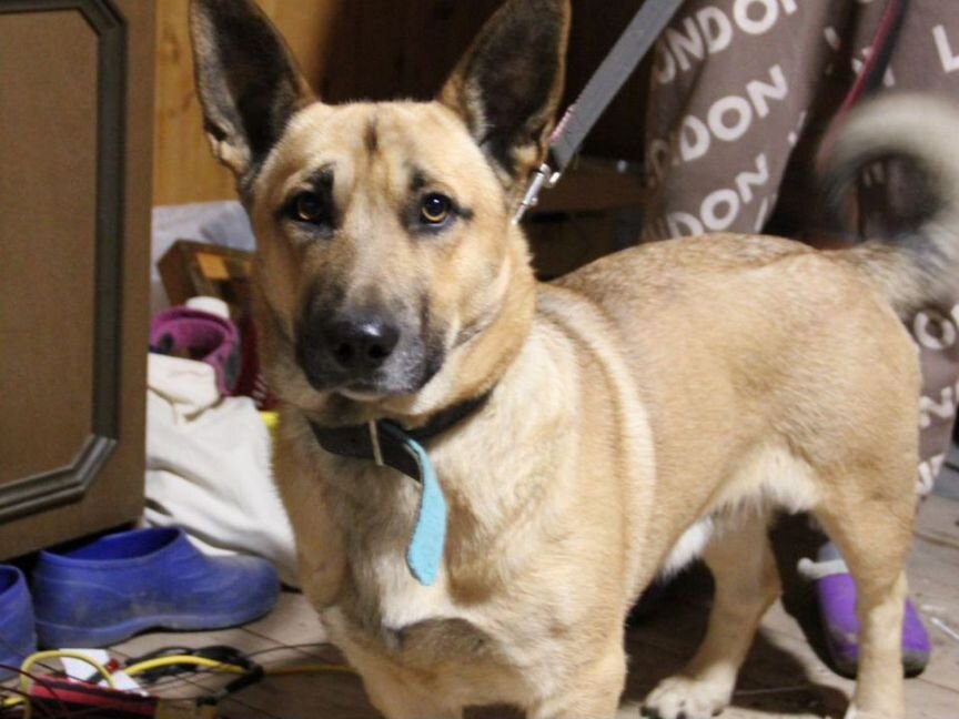 Ищем дом классному парню