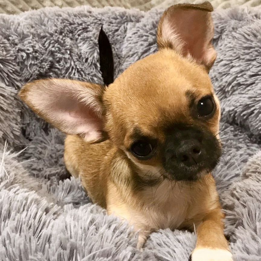 Чихуа мальчик Красавчик