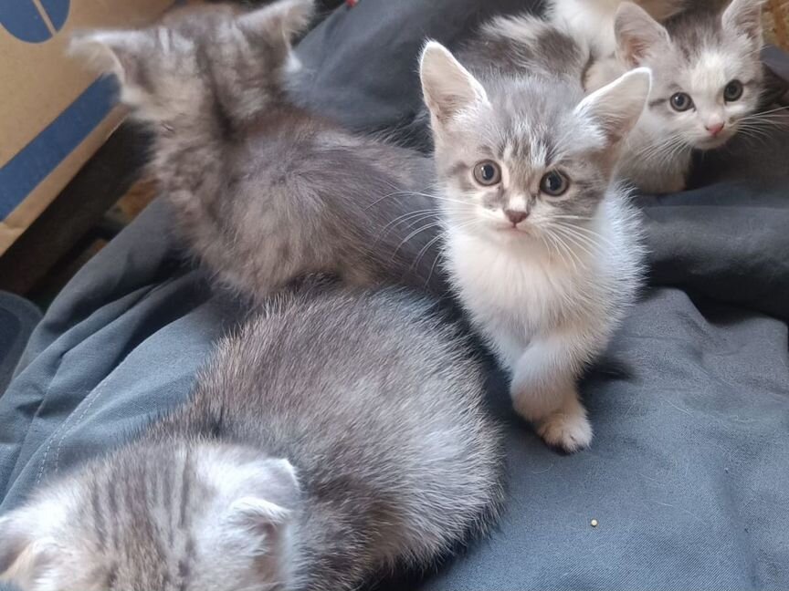 Британские котята