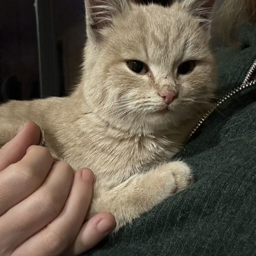 Котенок девочка